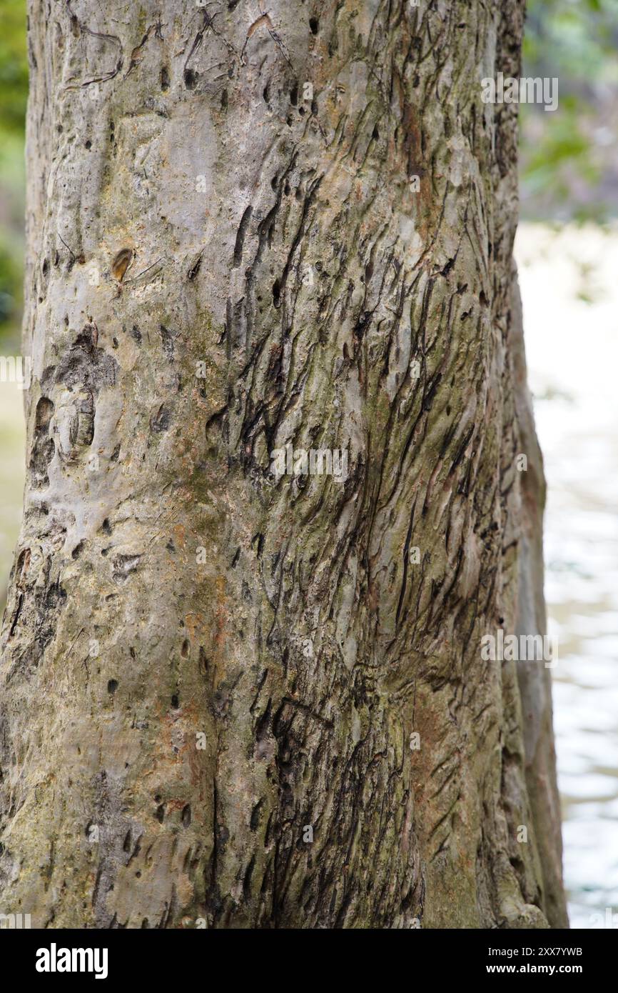 Claw marks of sloth bear, left while climbing a Terminalia arjuna tree ...