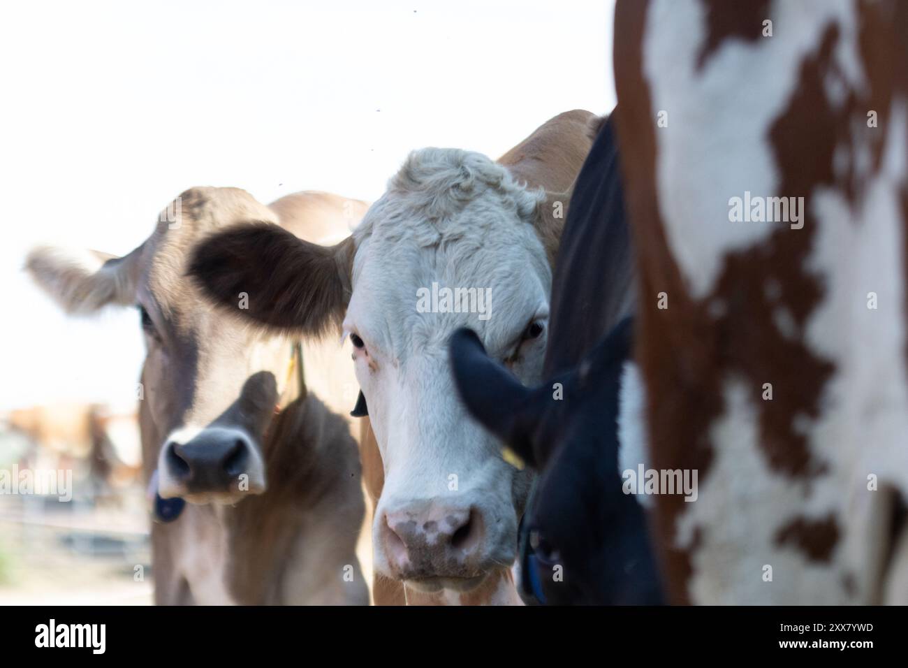 Cows that run to the stable to eat Stock Photo - Alamy
