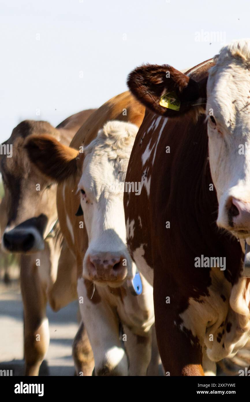 Cows that run to the stable to eat Stock Photo - Alamy
