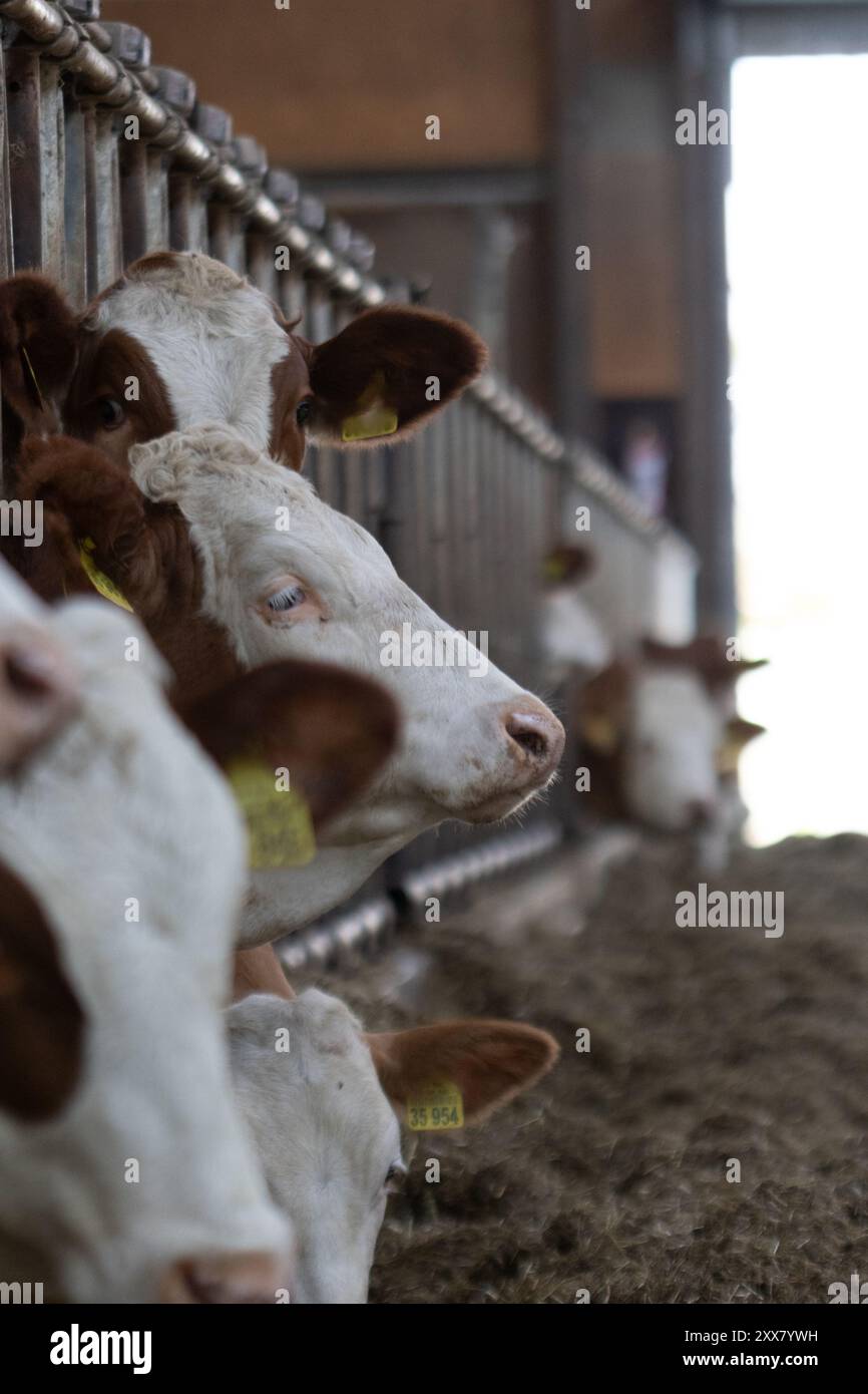 Eating management hi-res stock photography and images - Alamy