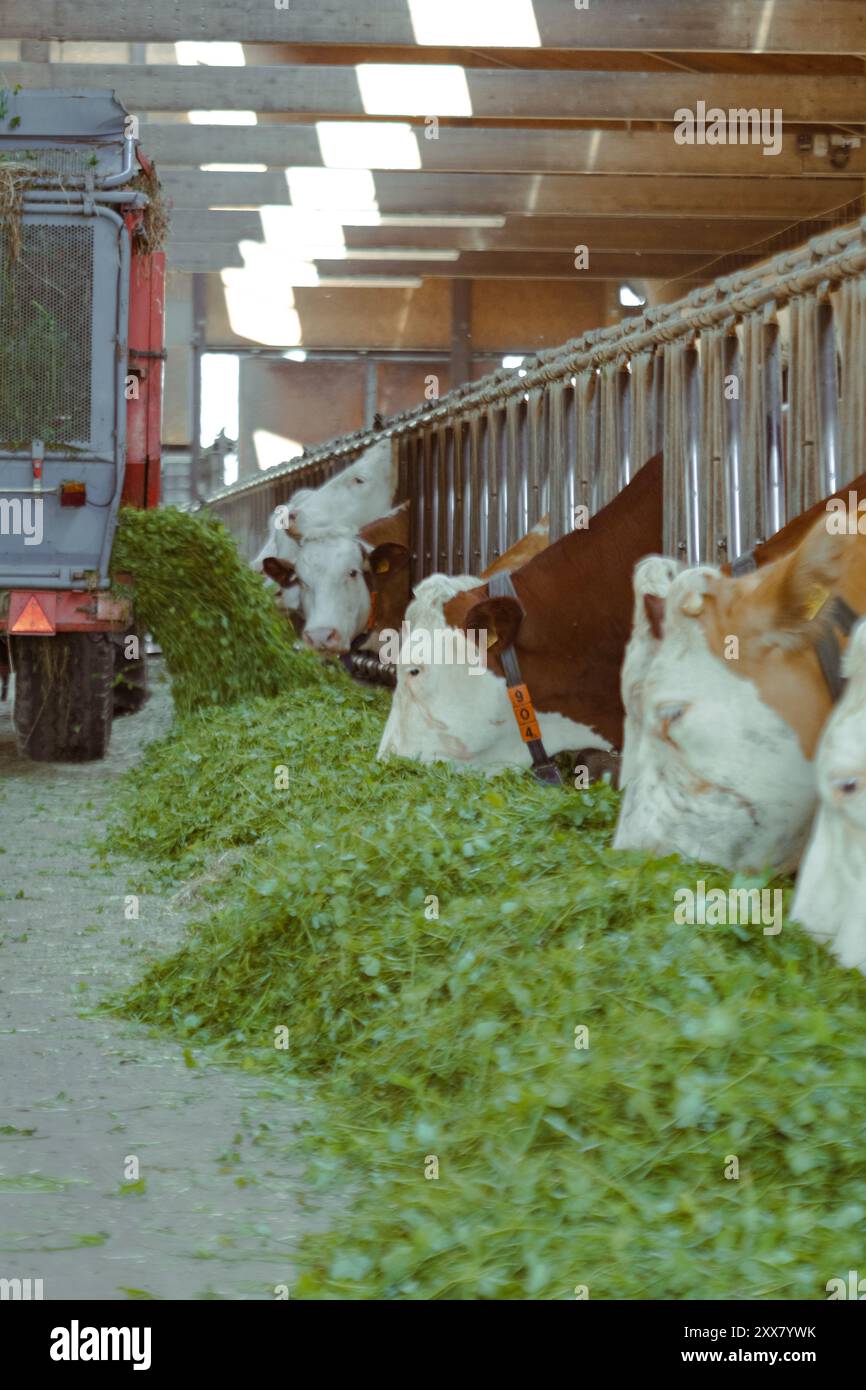 Cows eating silage dairy hi-res stock photography and images - Alamy