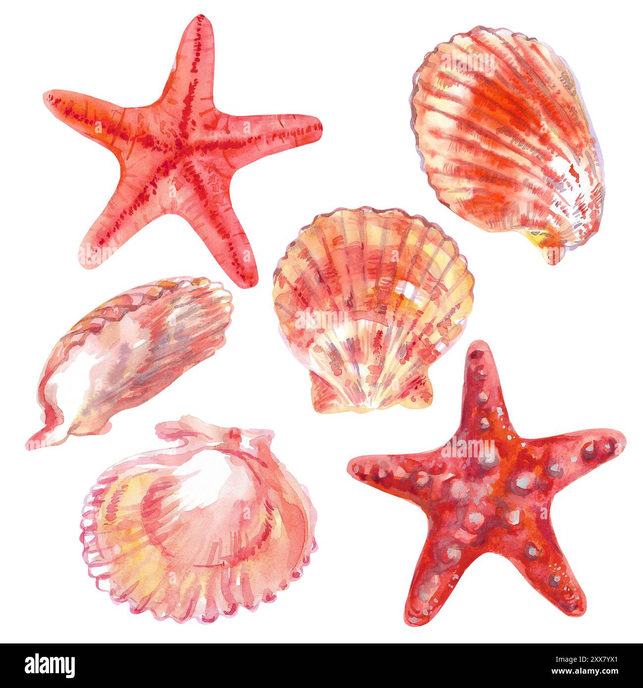 Shells and sea creatures set underwater world in watercolor. Common ...