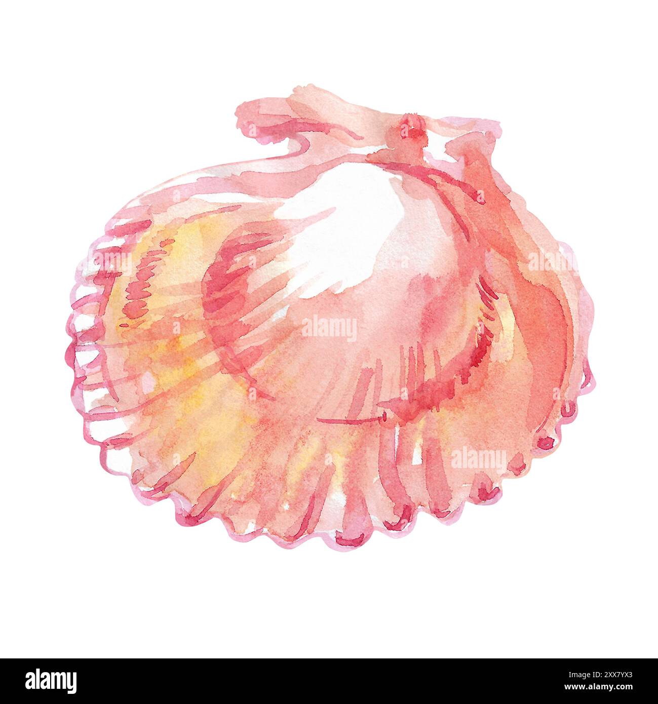 Scallop, bivalve marine mollusk, grooved shell in watercolor. Red ...