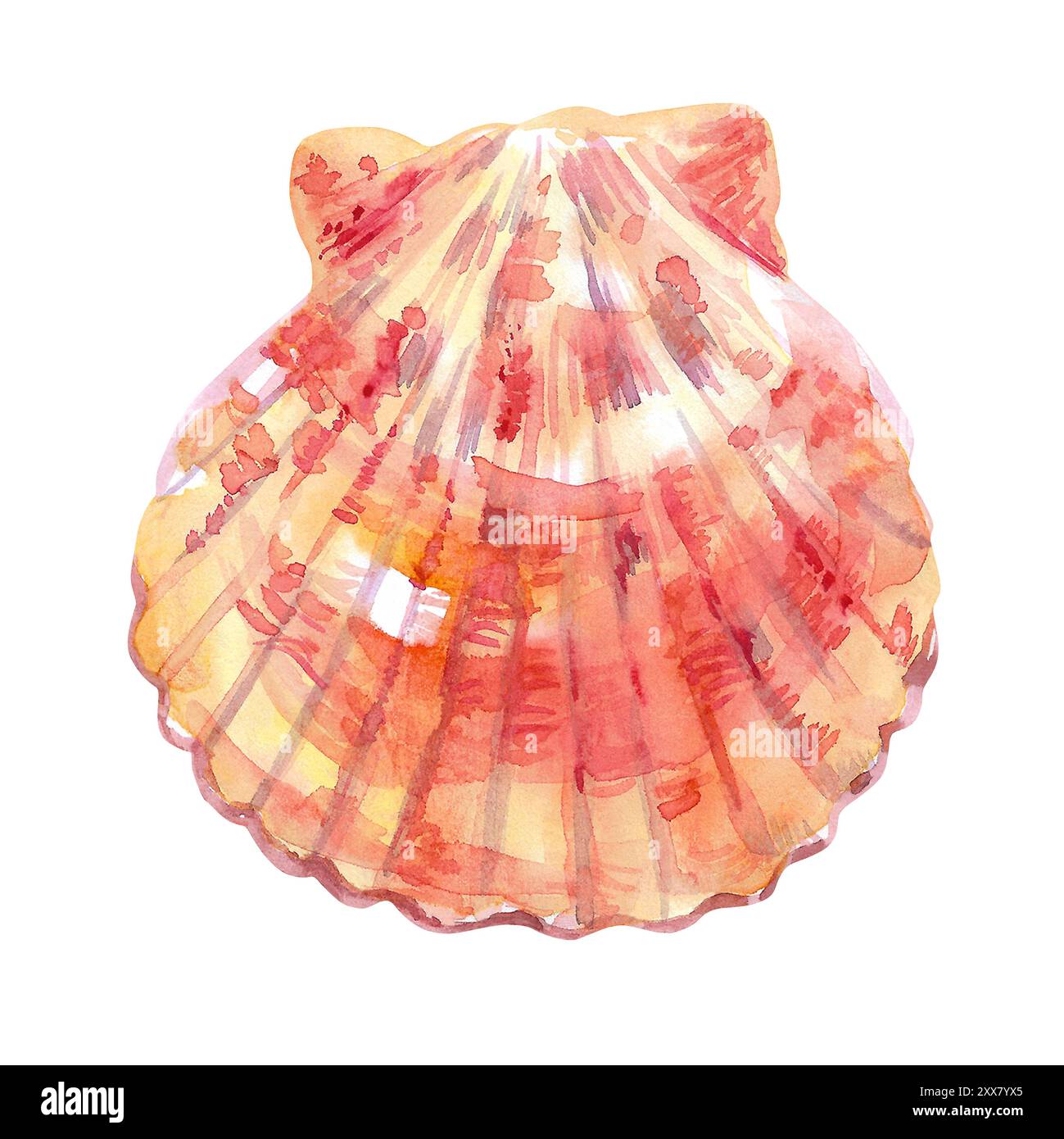Scallop, bivalve marine mollusk, grooved shell in watercolor. Red ...