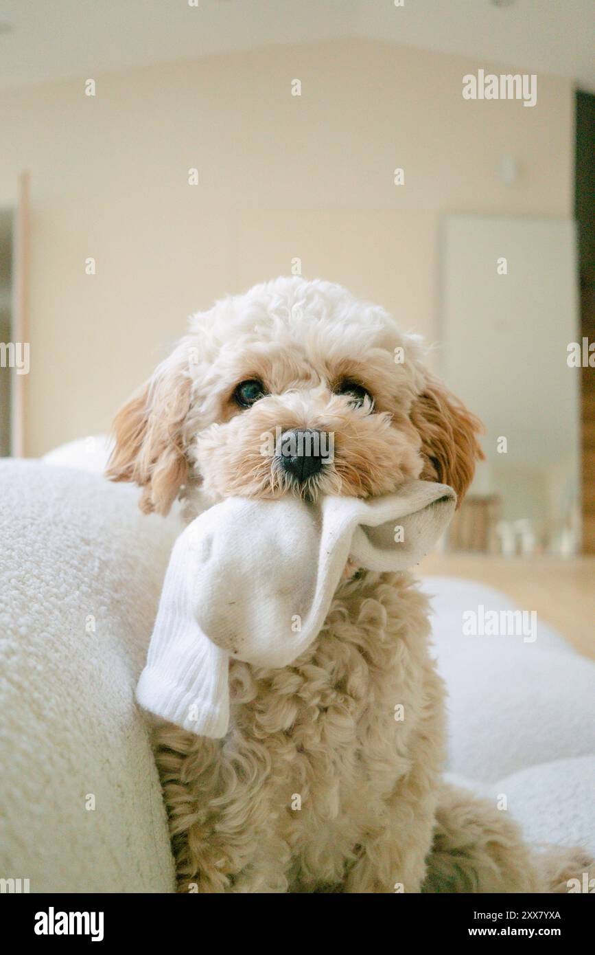 Puppy with sock in mouth Stock Photo - Alamy
