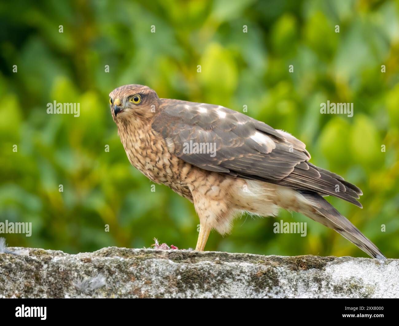 Female sparrow hawk feeding on her caught prey Stock Photo - Alamy