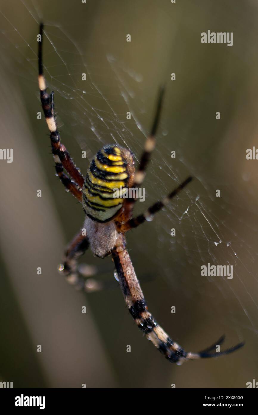 Wasp spider in web, orb-weaver spider in close-up macro, Argiope ...
