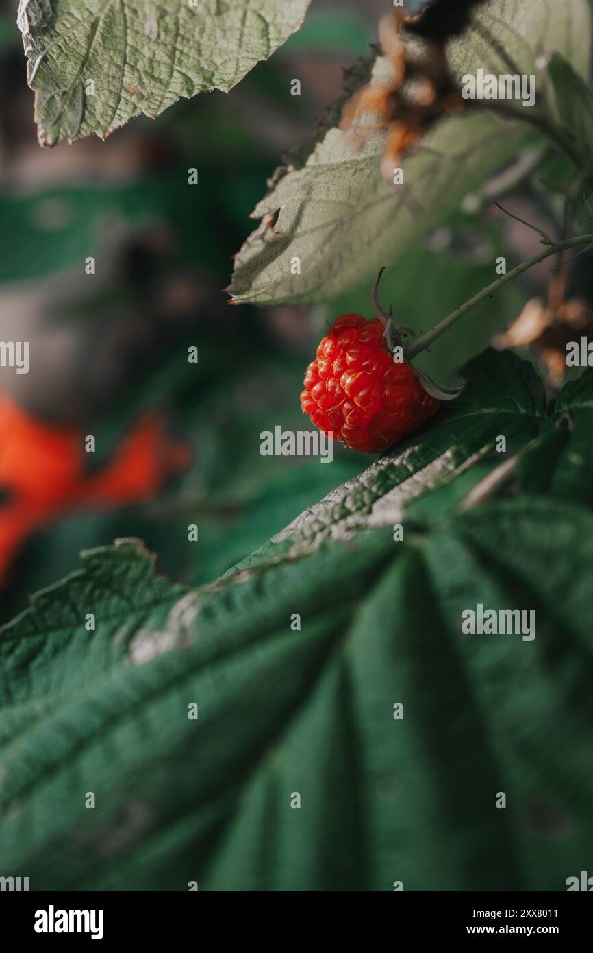 Ripe raspberry on the bush Stock Photo - Alamy