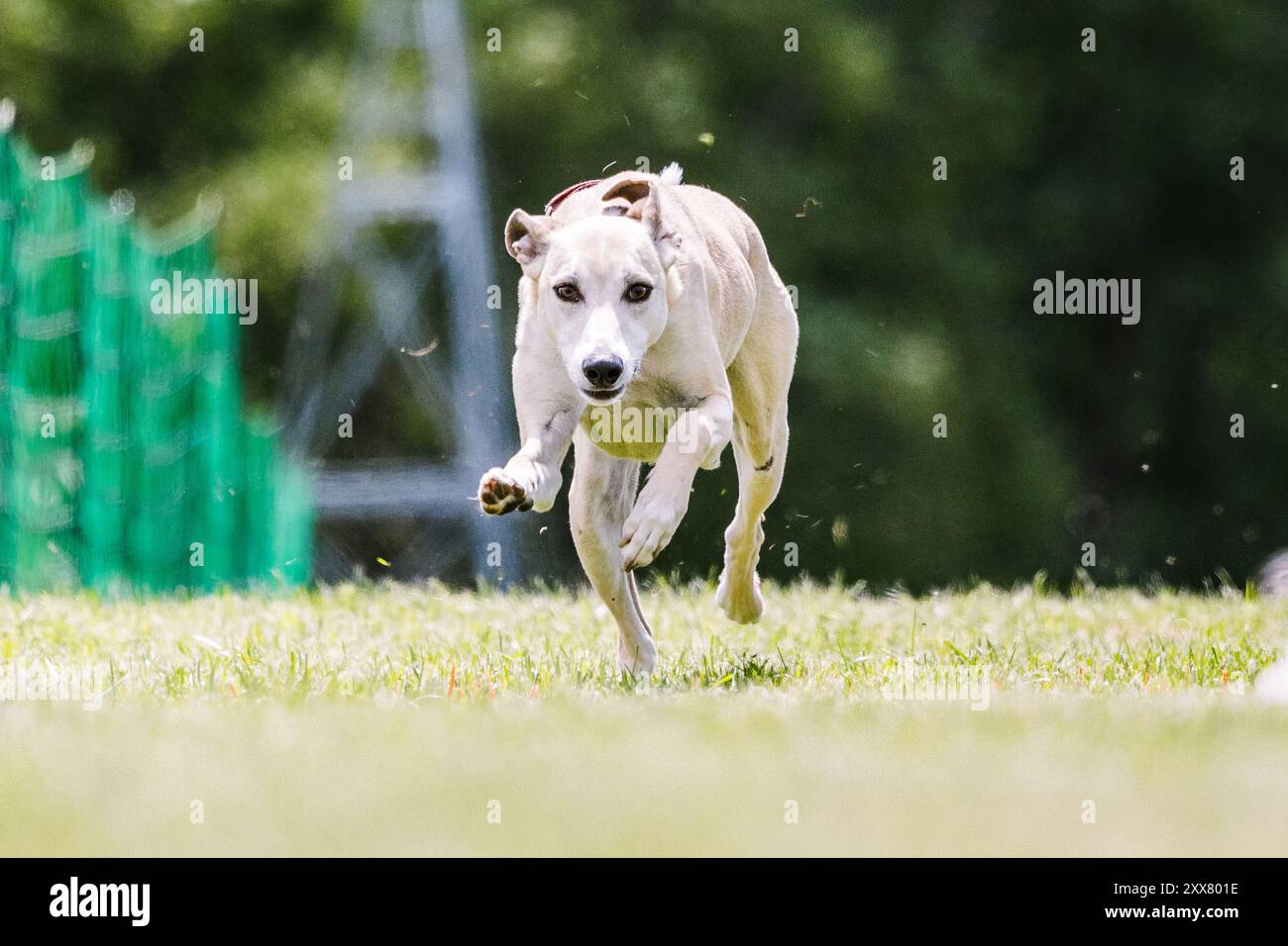 Mixed Breed Mutt Sight Hound Dog Running Lure Course Dog Sport Stock ...