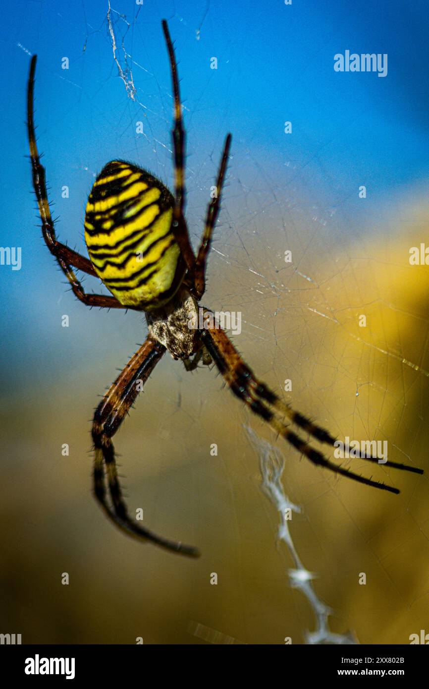 Wasp spider in web, orb-weaver spider in close-up macro, Argiope ...