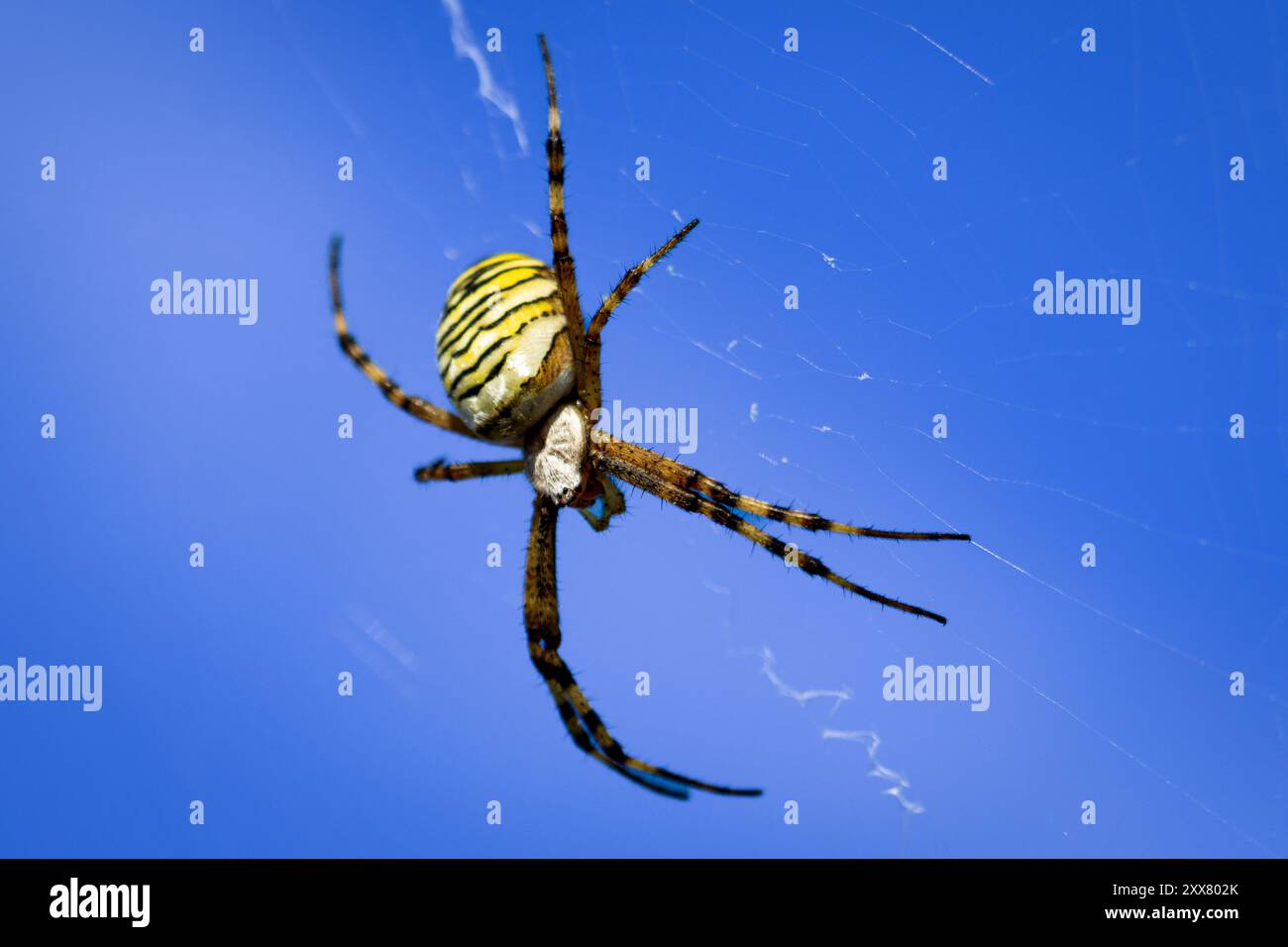 Wasp spider in web, orb-weaver spider in close-up macro, Argiope ...