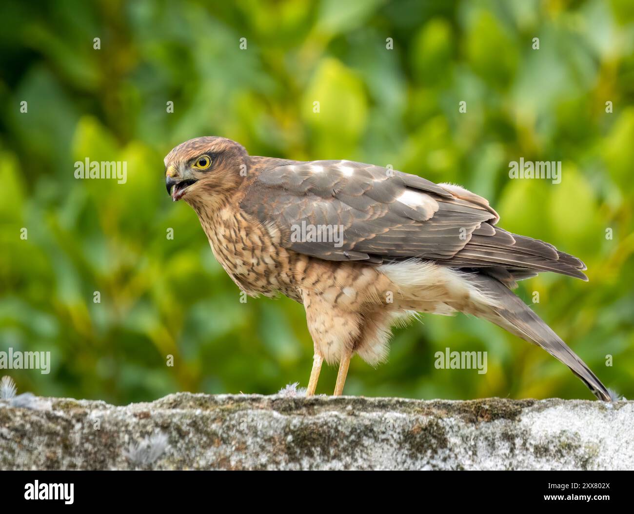 Female sparrow hawk feeding on her caught prey Stock Photo - Alamy