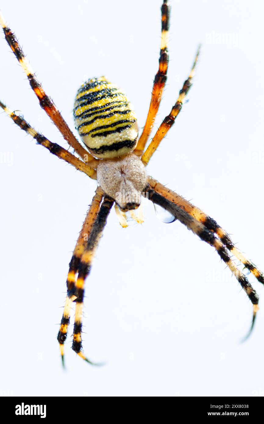 Wasp spider in web, orb-weaver spider in close-up macro, Argiope ...