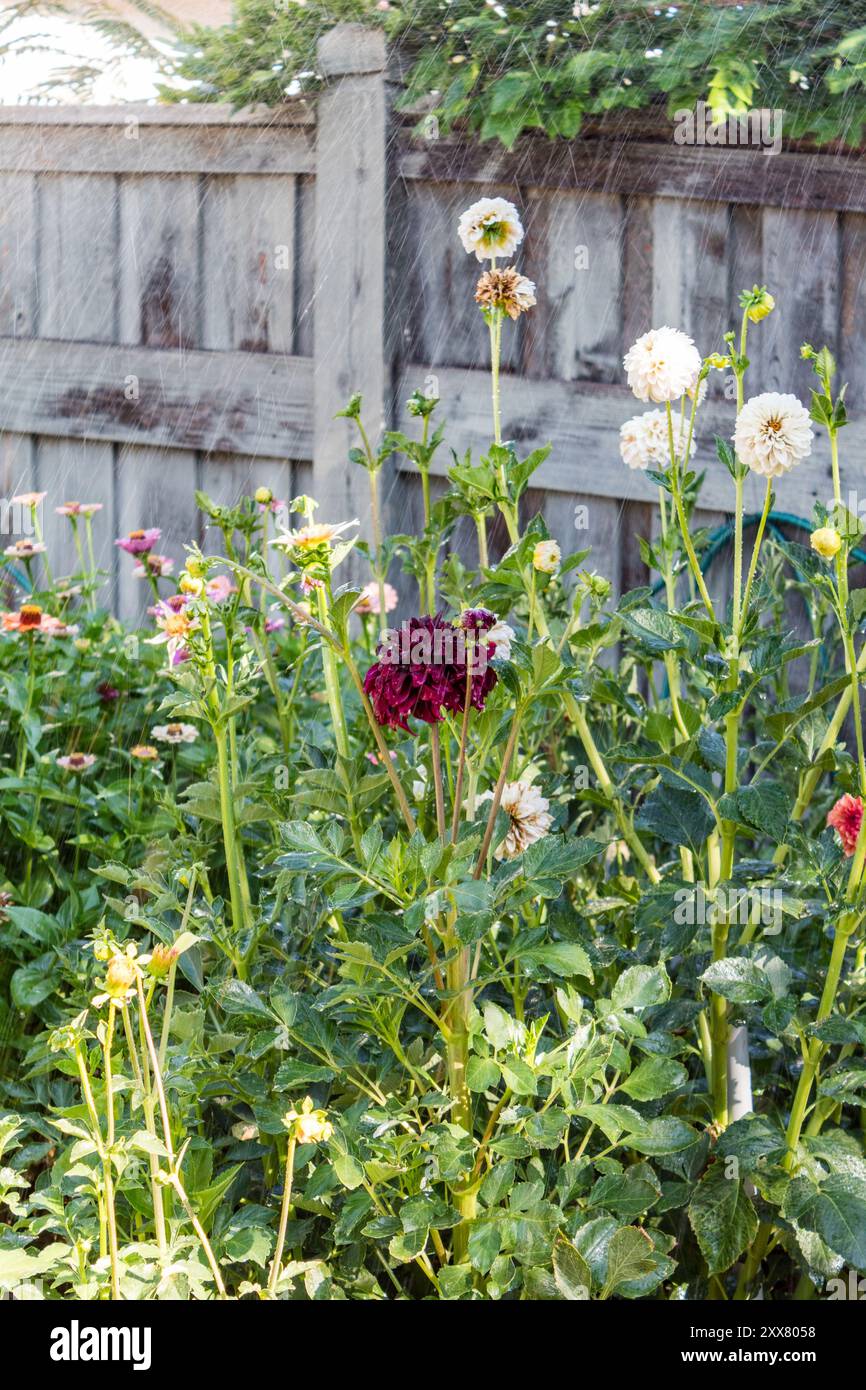 Sprinkler watering a summer garden with flowers and green plants Stock ...