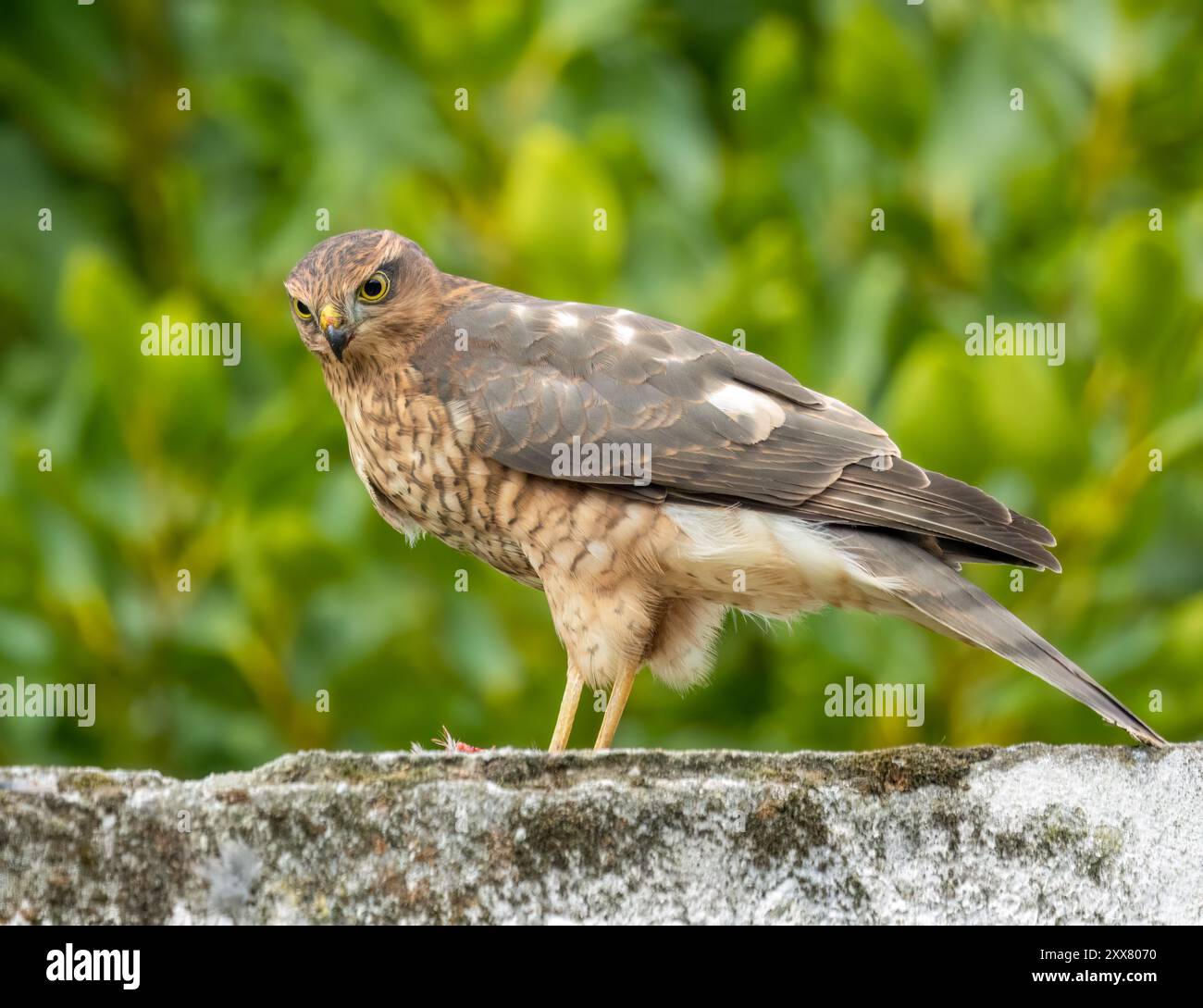 Female sparrow hawk feeding on her caught prey Stock Photo - Alamy