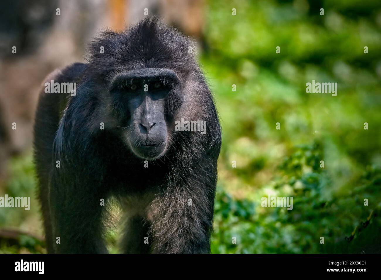 Asian primate species hi-res stock photography and images - Alamy