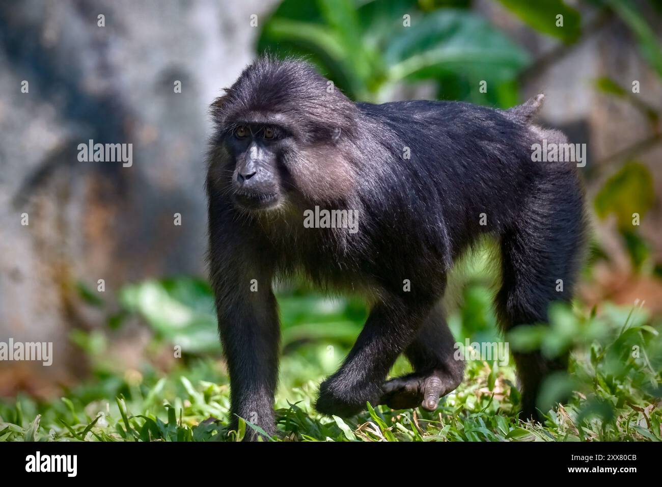 Tonkeana macaca hi-res stock photography and images - Alamy