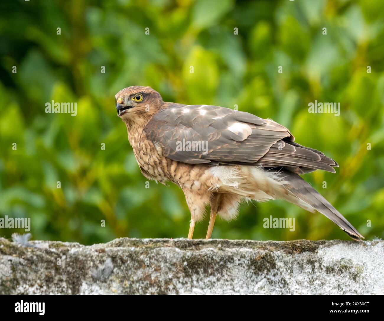 Female sparrow hawk feeding on her caught prey Stock Photo - Alamy