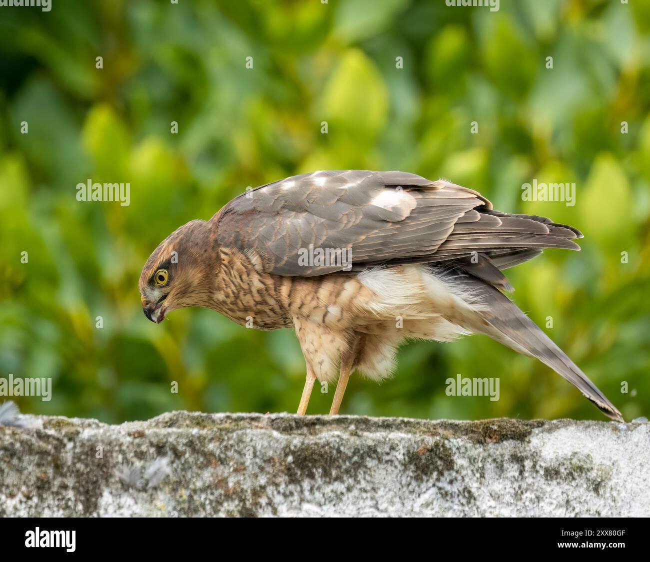 Female sparrow hawk feeding on her caught prey Stock Photo - Alamy