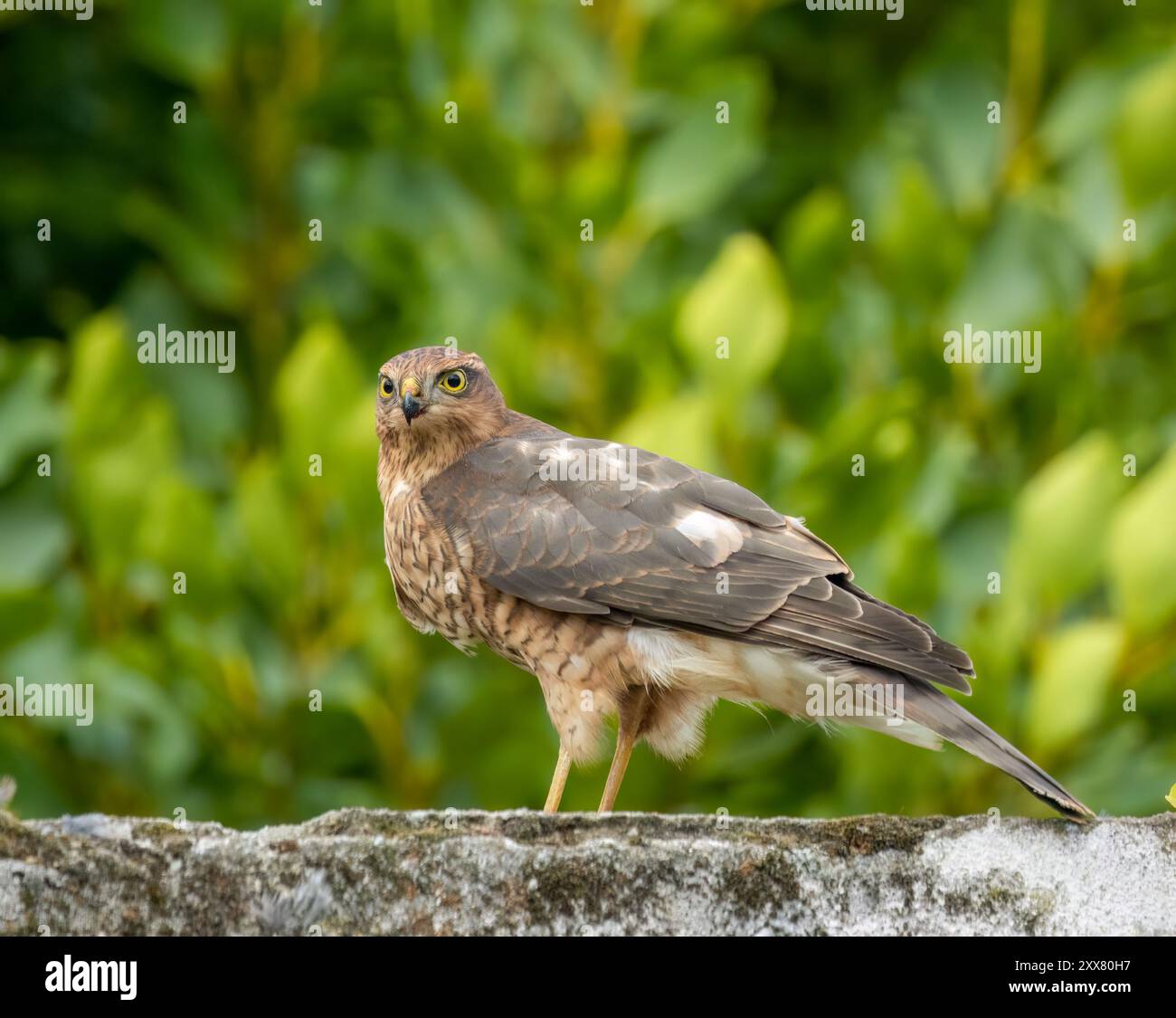 Female sparrow hawk feeding on her caught prey Stock Photo - Alamy