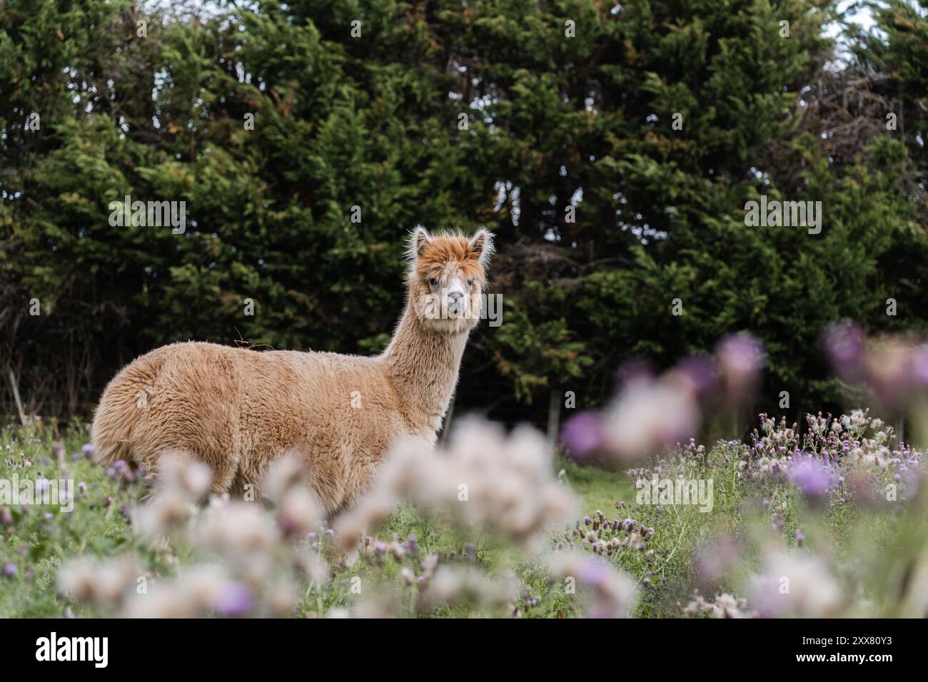 Beige alpaca in paddock with purple thistles and hedge of trees Stock ...