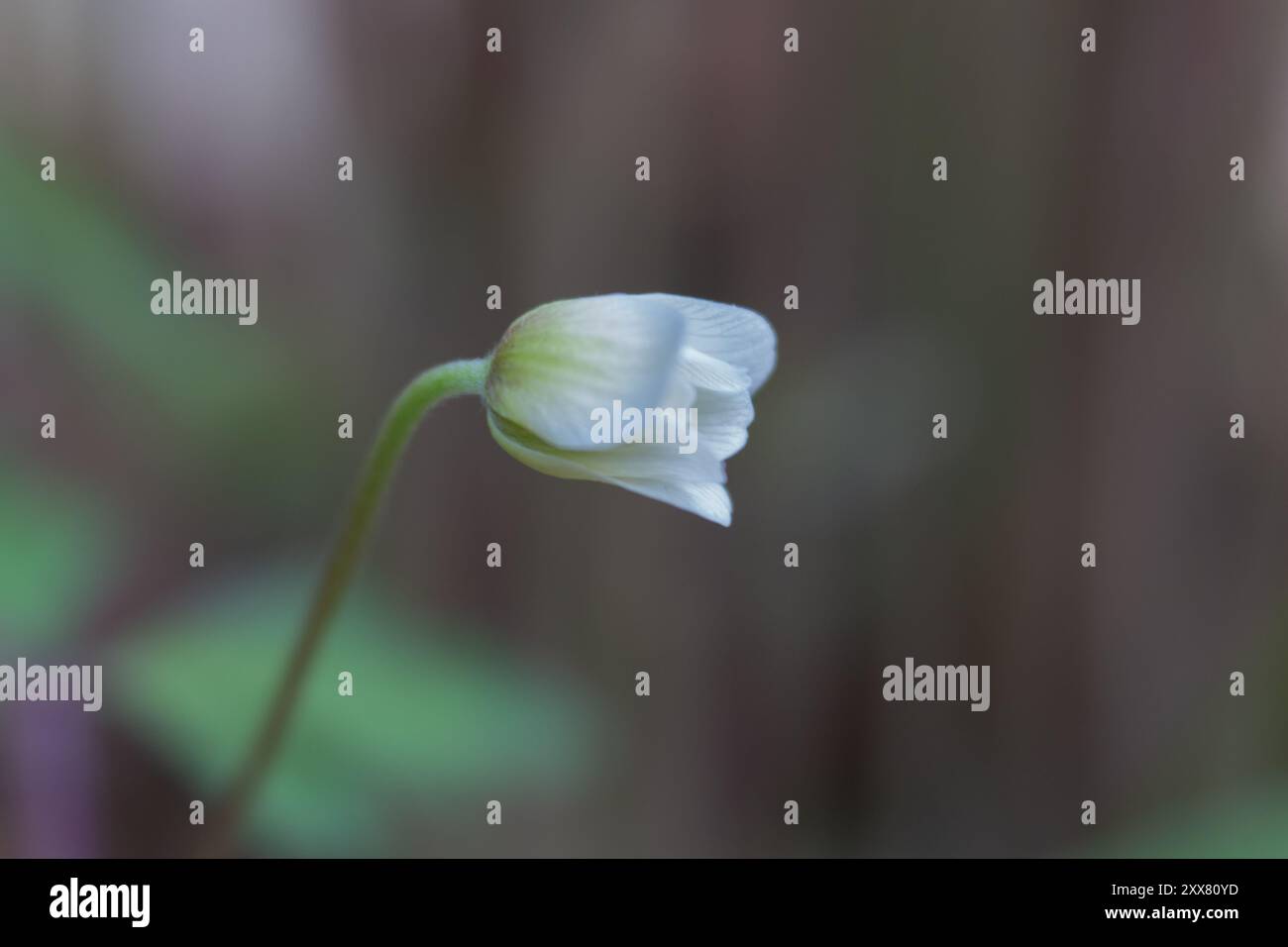 Tiny White Single Wildflower close up with bokeh background Stock Photo ...