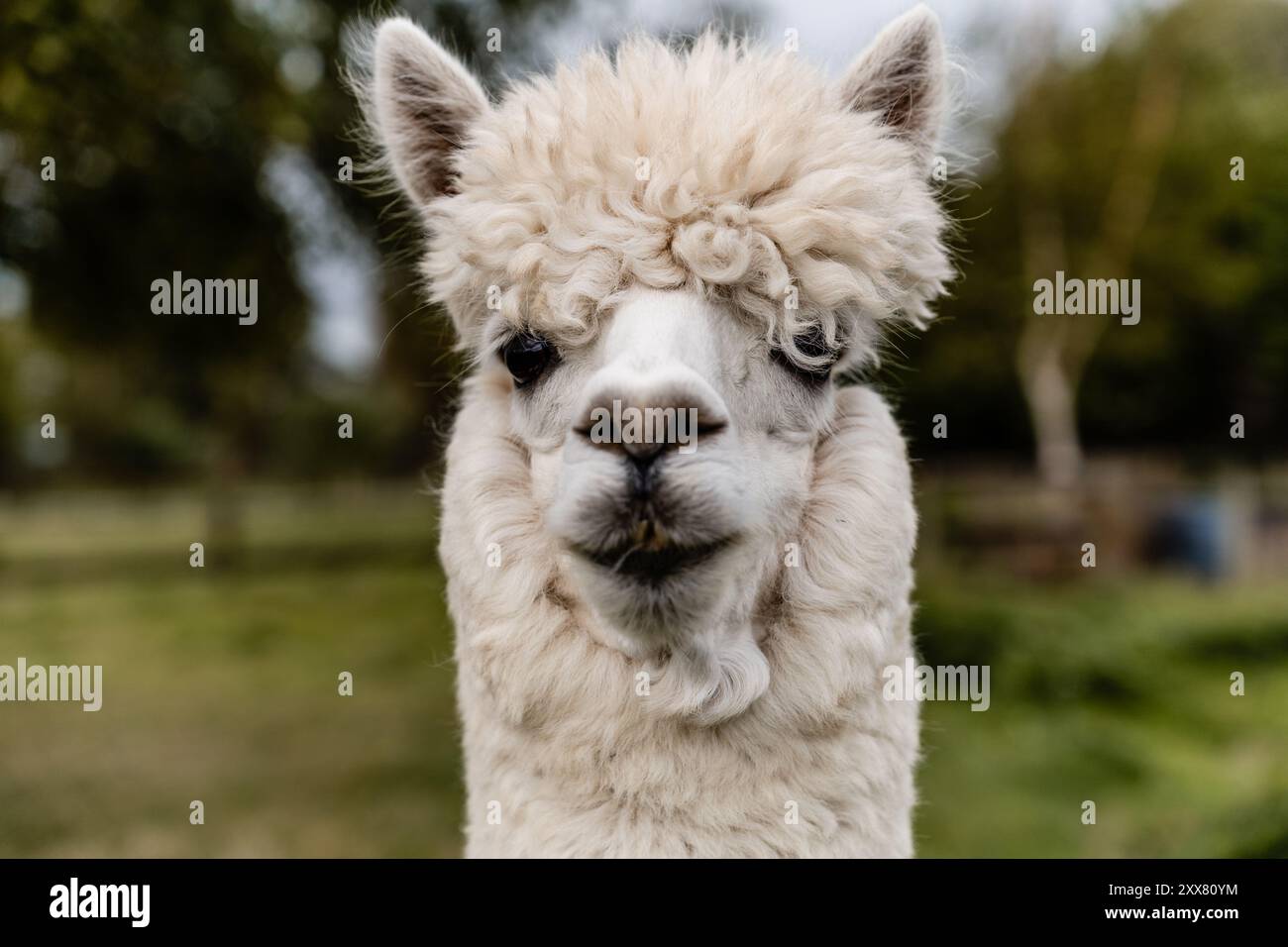 White alpaca close up of face Stock Photo - Alamy