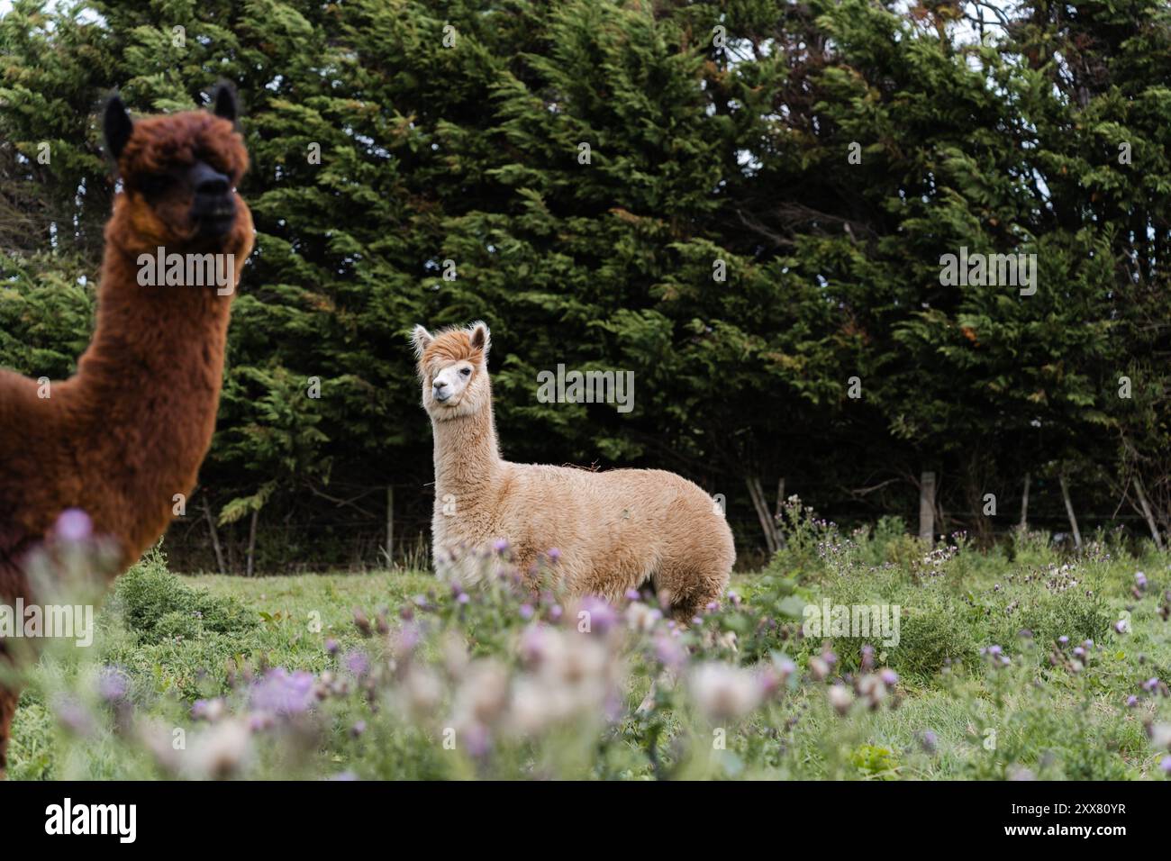 Beige and brown alpaca in paddock with purple thistles Stock Photo - Alamy