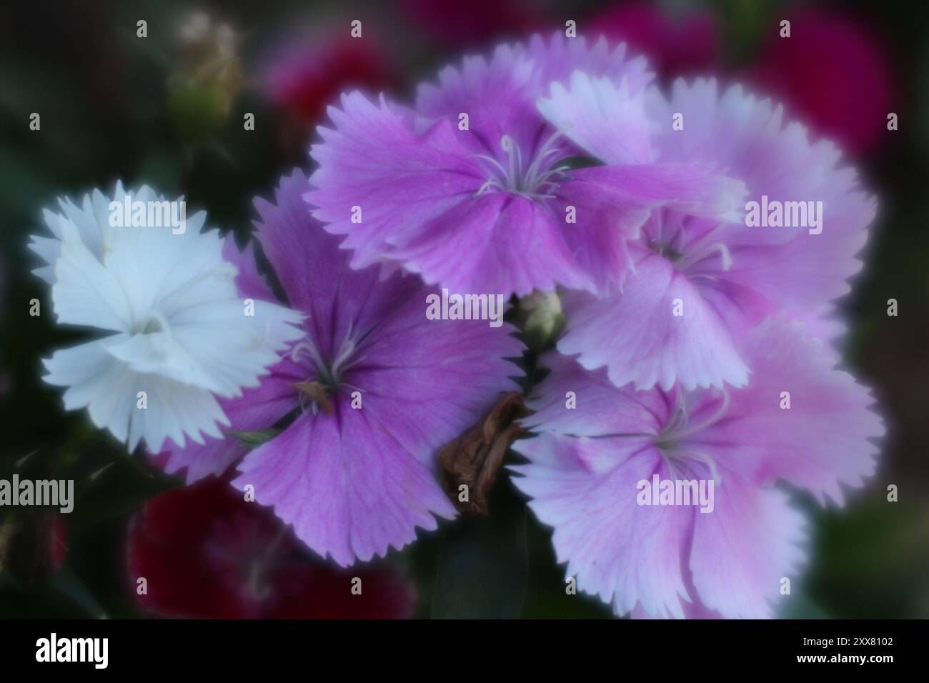 Pink and White Dianthus flowers close up with muted background Stock ...