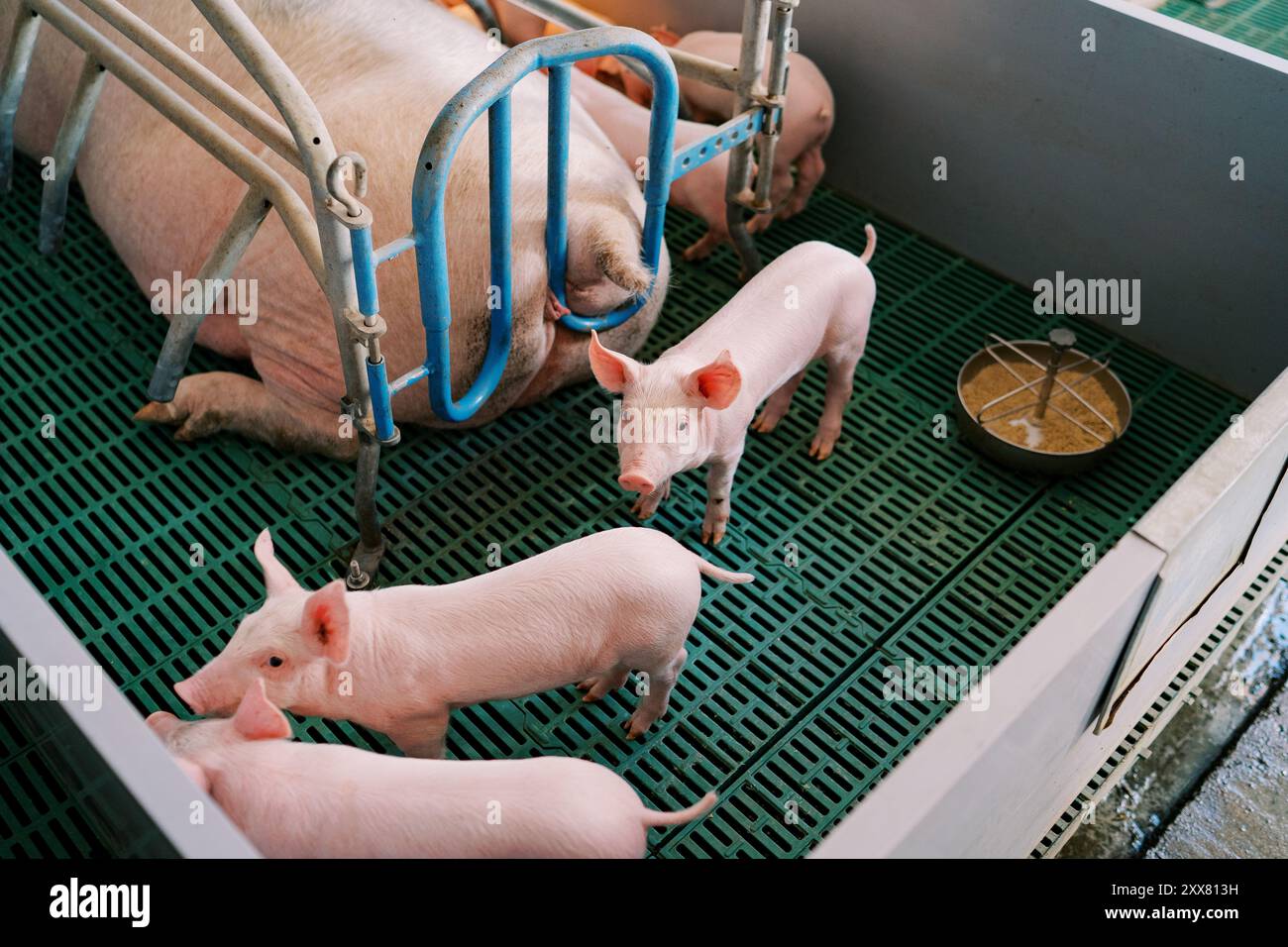 Little pink clean piglets stand in a pen next to a sleeping sow and ...