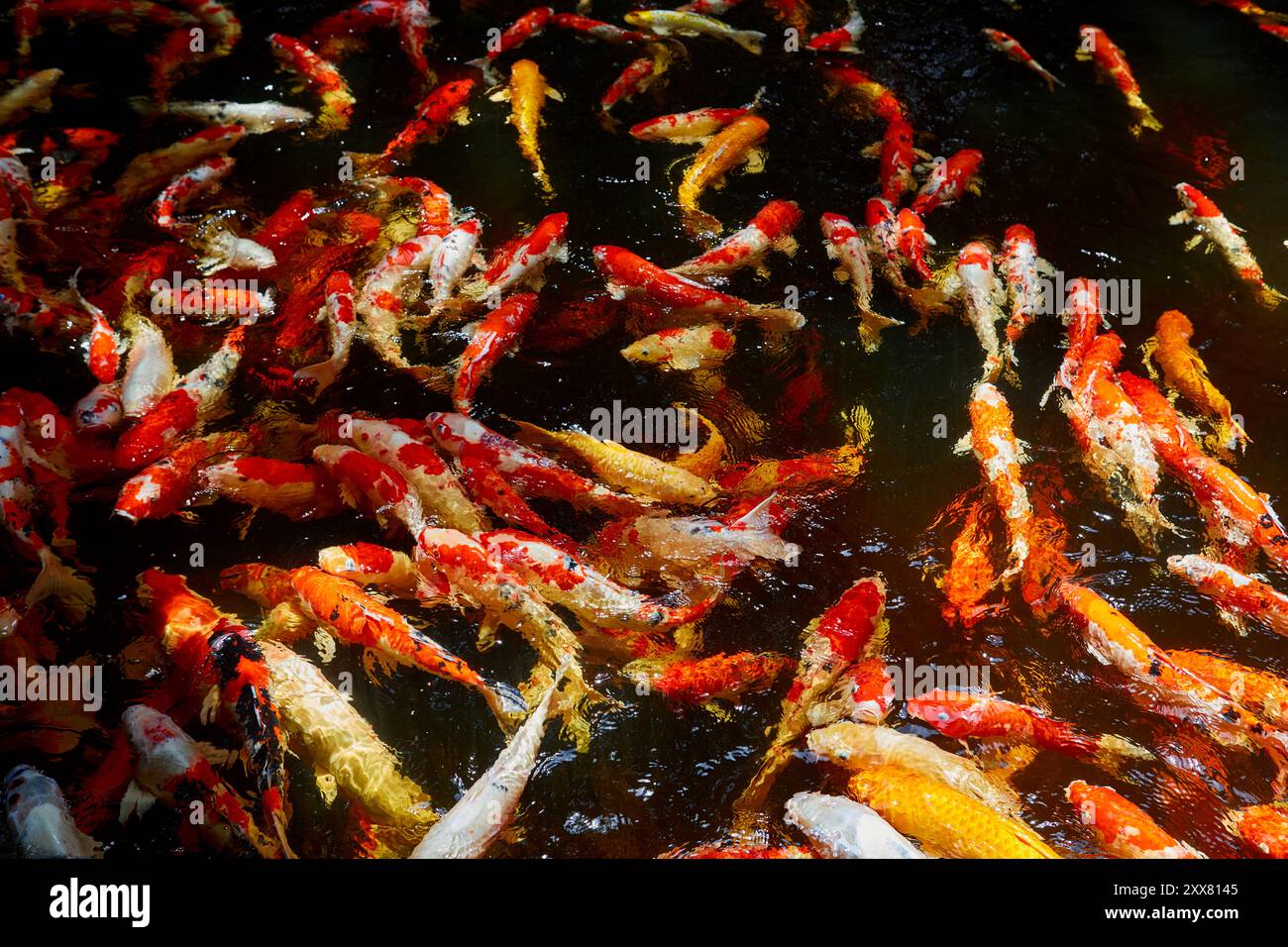 Artificial fish pond in hi-res stock photography and images - Alamy