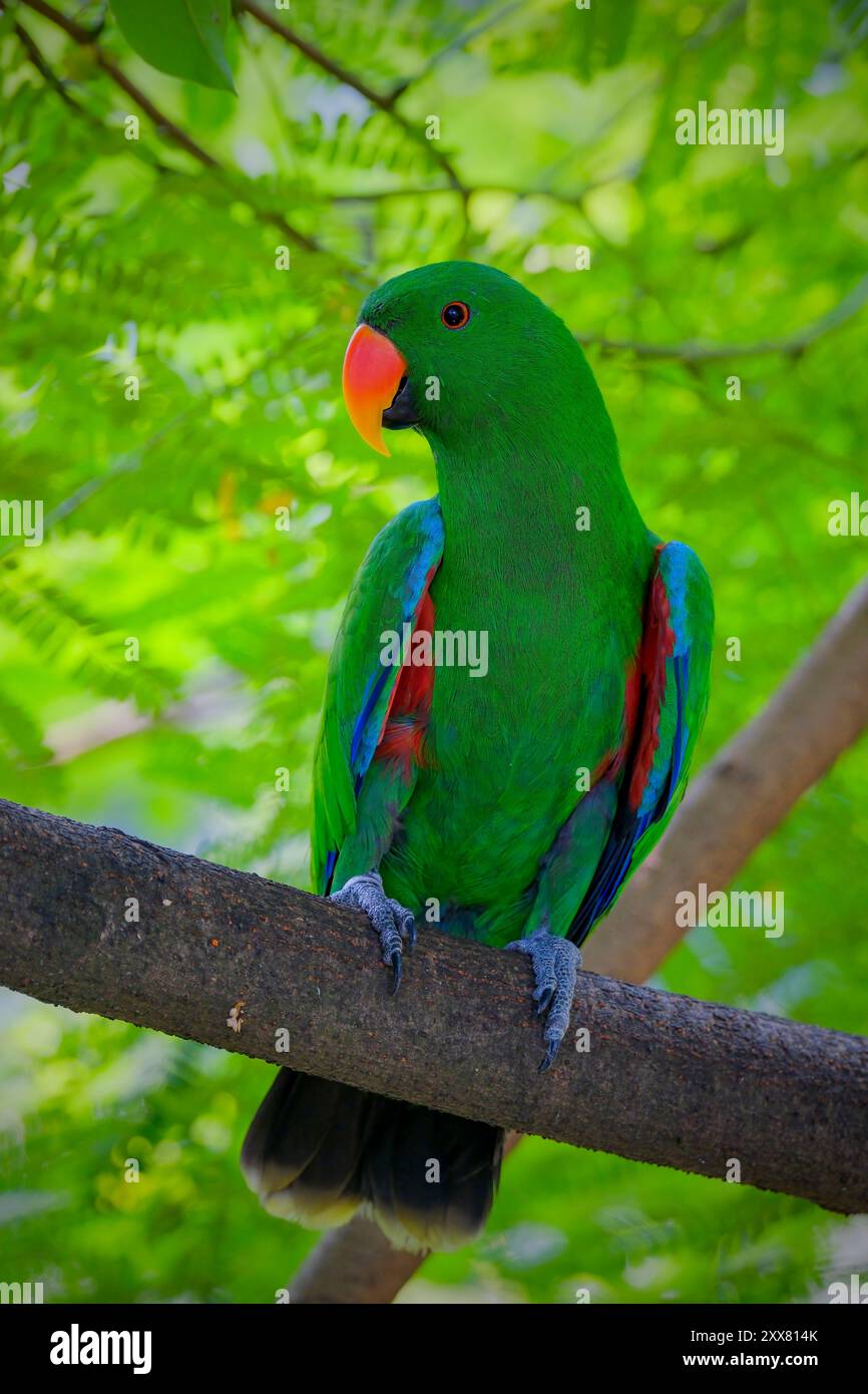 Portrait Of Green Nuri Bayan Stock Photo - Alamy
