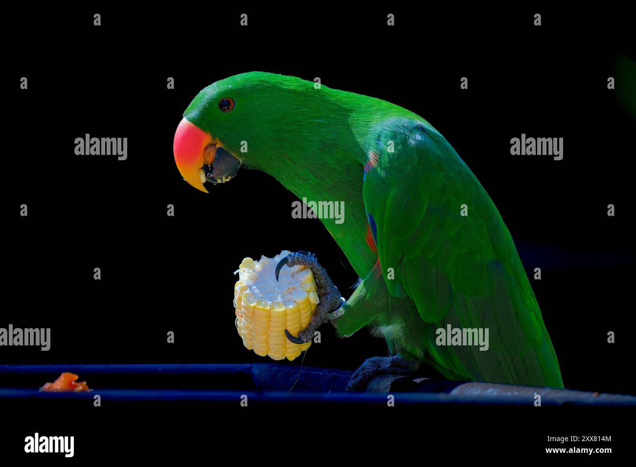 Portrait Of Green Nuri Bayan Stock Photo - Alamy