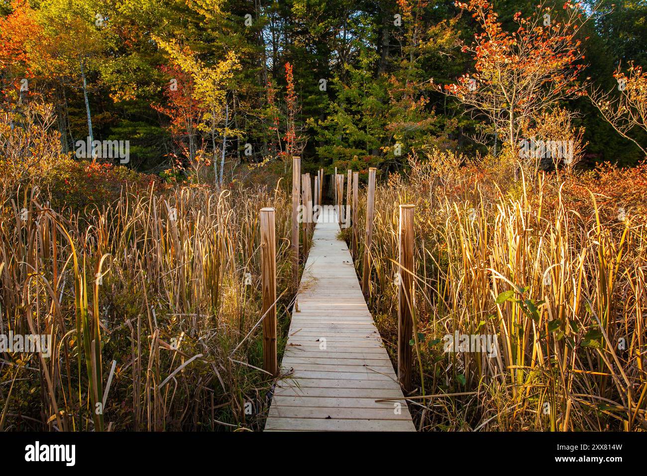 A boardwalk leads through a marsh in Chamberlain Reynolds Memorial ...