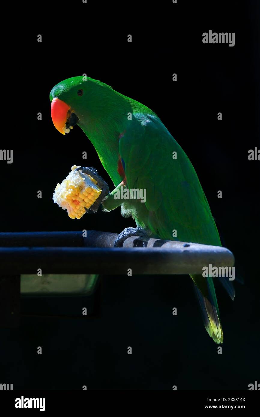 Portrait Of Green Nuri Bayan Stock Photo - Alamy