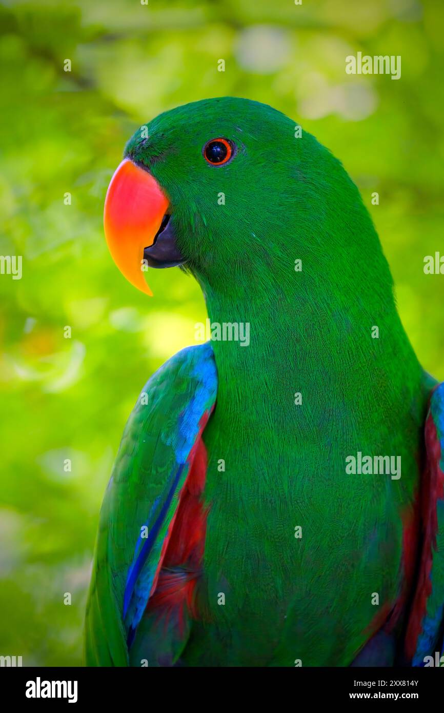 Portrait Of Green Nuri Bayan Stock Photo - Alamy