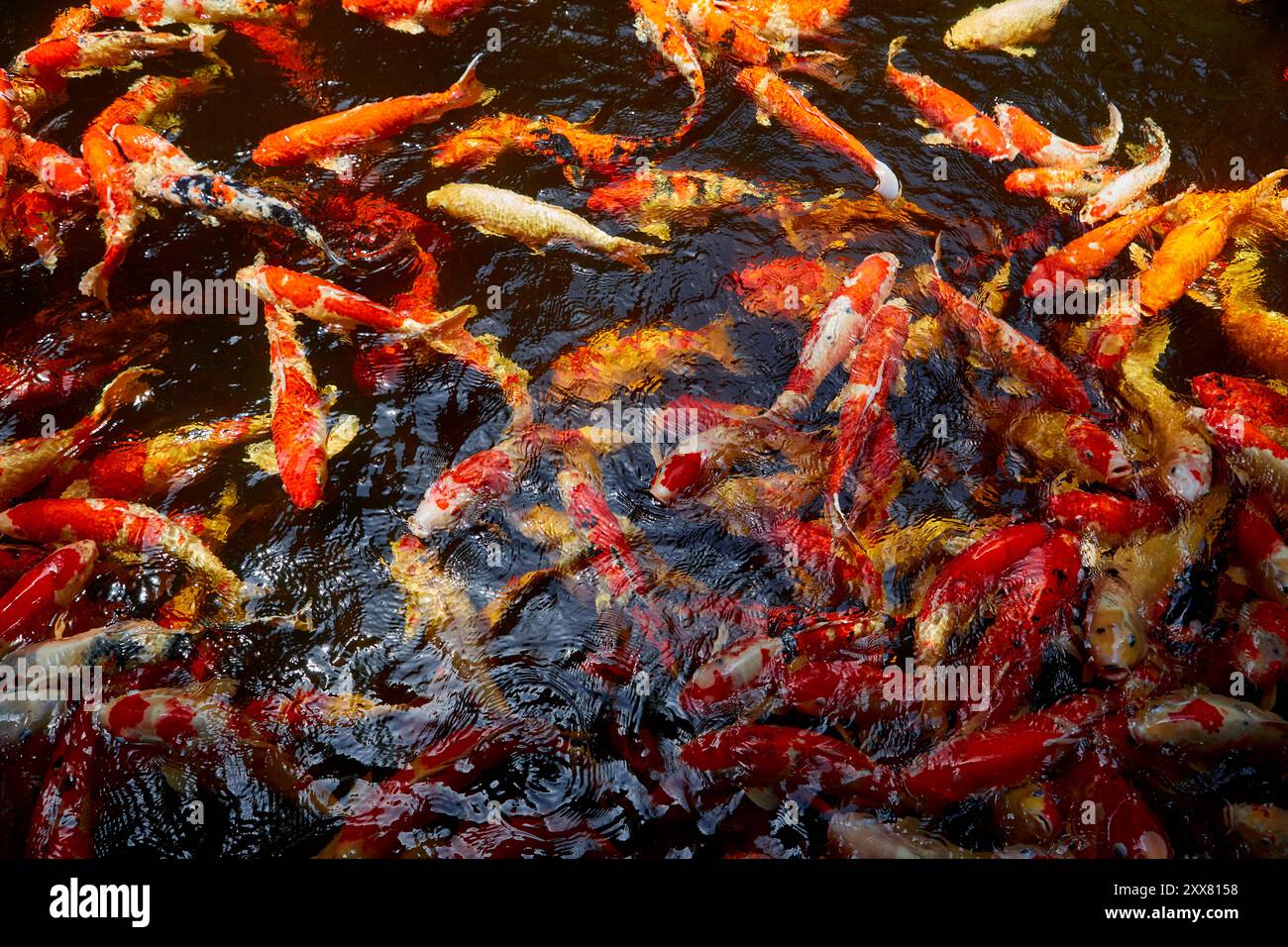 Artificial fish pond in hi-res stock photography and images - Alamy