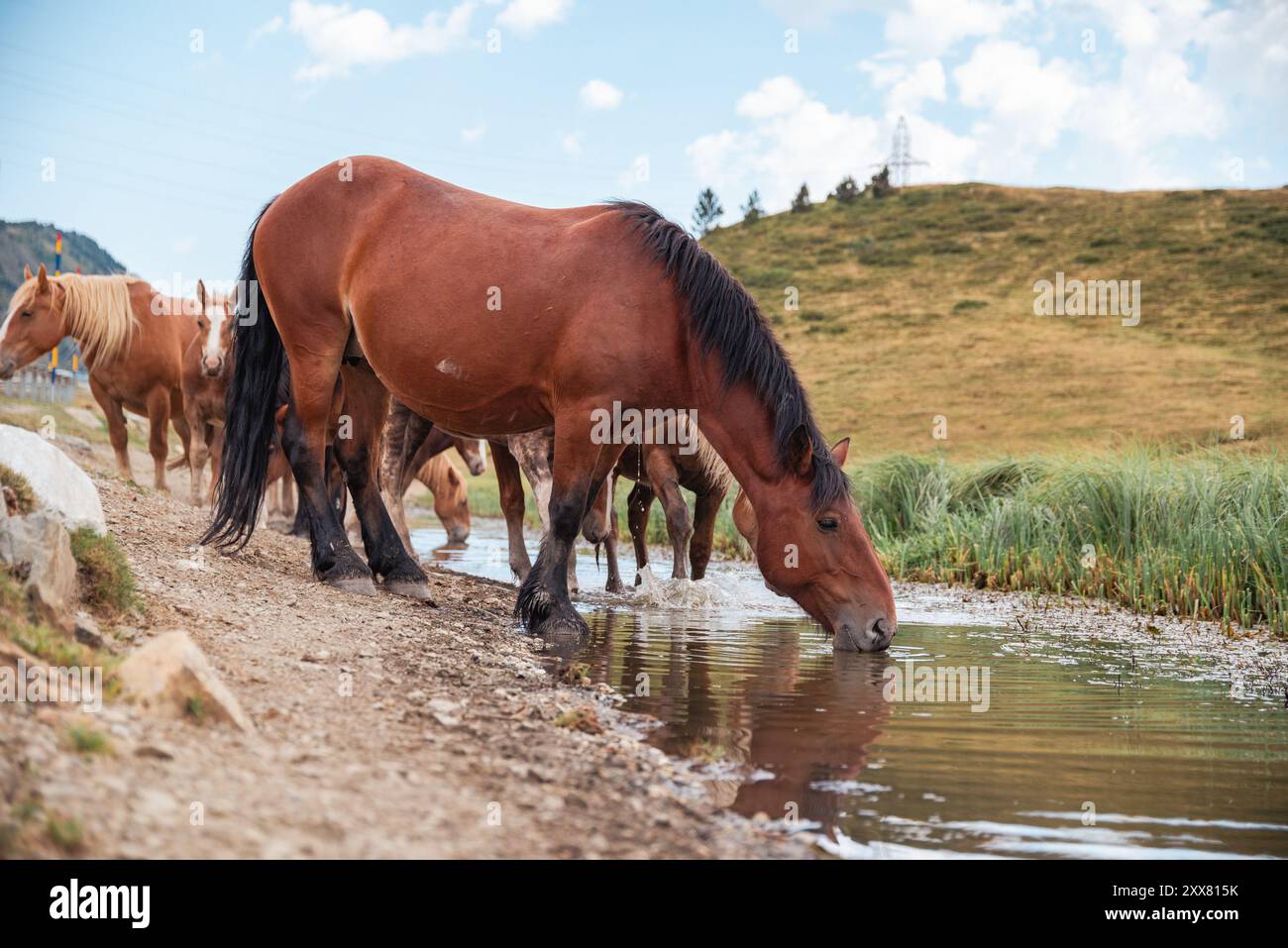 Herd horses drinking grazing hi-res stock photography and images - Alamy