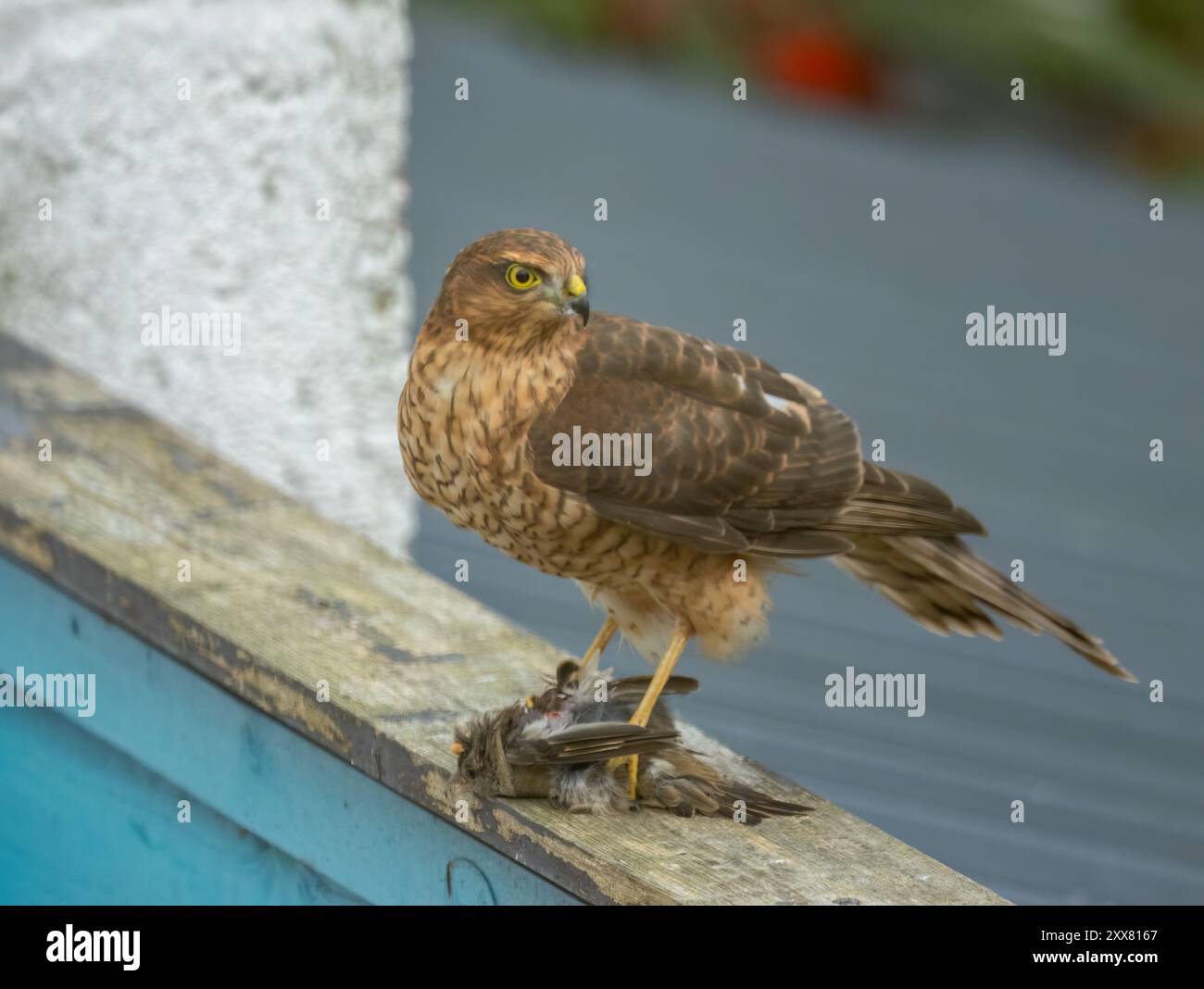 Female sparrow hawk feeding on her caught prey Stock Photo - Alamy