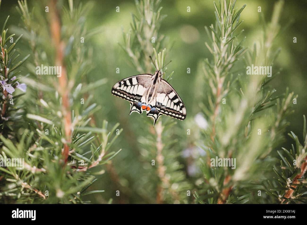 Swallowtail butterfly resting on a rosemary plant outdoors Stock Photo ...