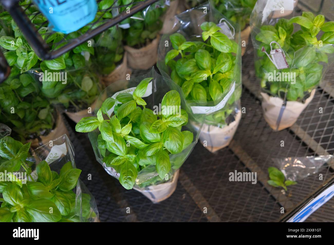Green Basil Plants on Shelf at Supermarket Stock Photo - Alamy