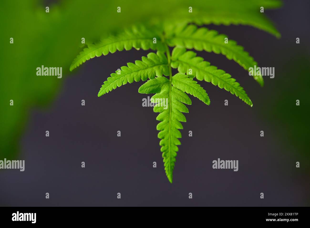 Fern leaves grow up in forest against black background Stock Photo - Alamy