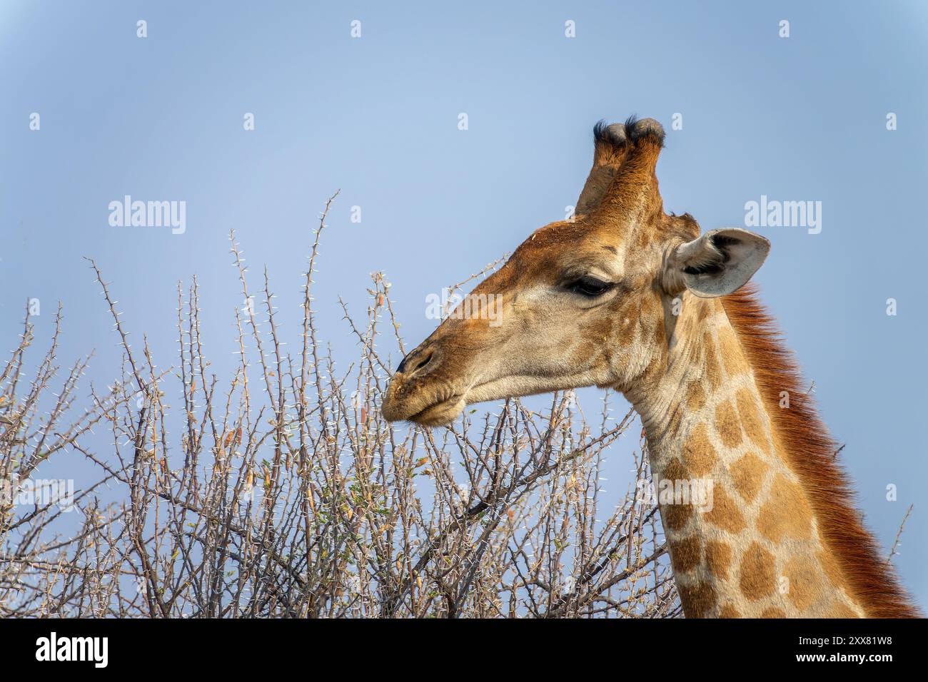 Close up photo of the head of a giraffe, wildlife and game drive in ...