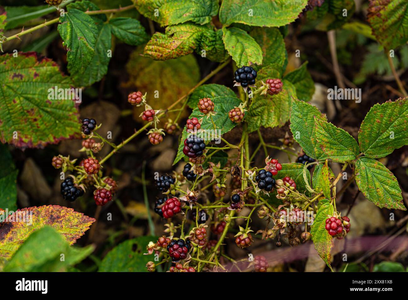 Wild blackberry fruits on the vine Stock Photo - Alamy