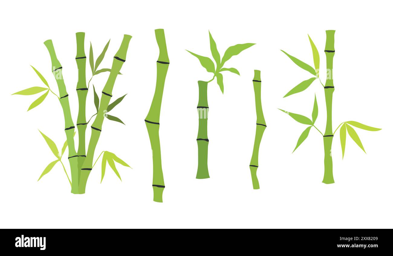 Hand drawn bamboo tree stem and leaves. Set of bamboo tree isolated on ...