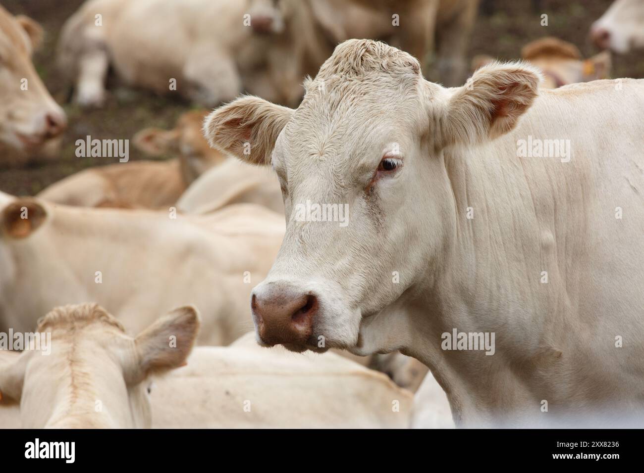 group of cows on a farm Stock Photo - Alamy