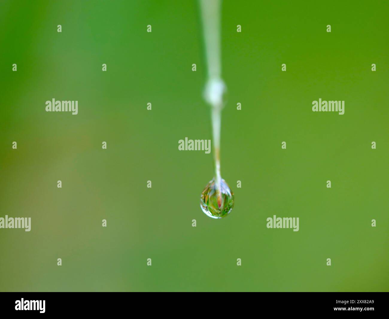 Water drop hanging from tip hi-res stock photography and images - Alamy