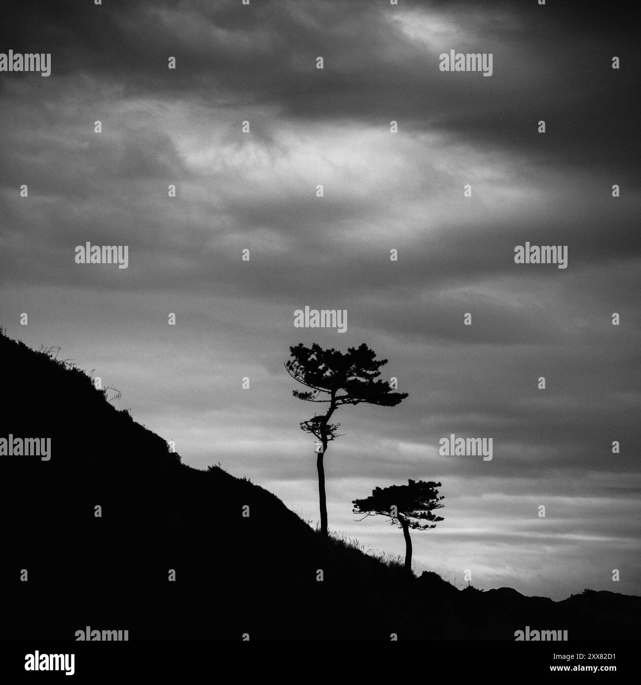 Dramatic sky and trees, Jogashima Island, Japan Stock Photo - Alamy