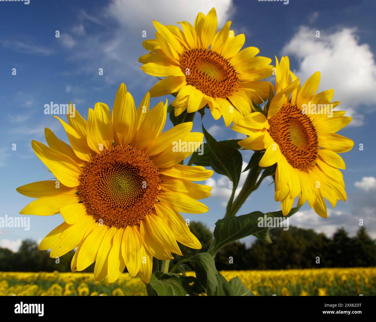 Trio of sunflowers in bright sunlight Stock Photo - Alamy