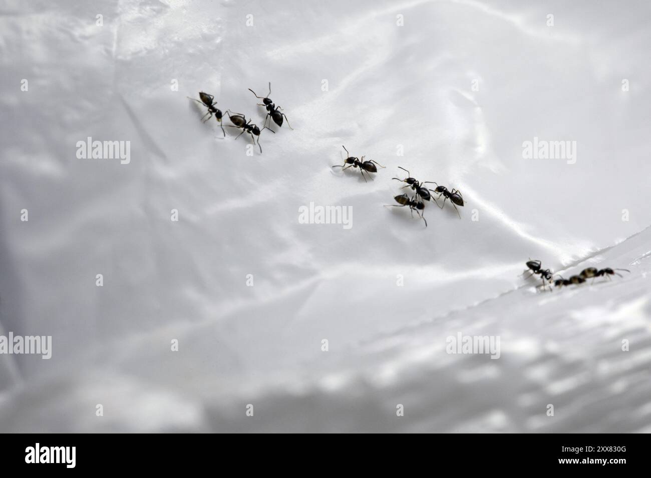 Ants march back and forth on the surface of a trash bag Stock Photo - Alamy